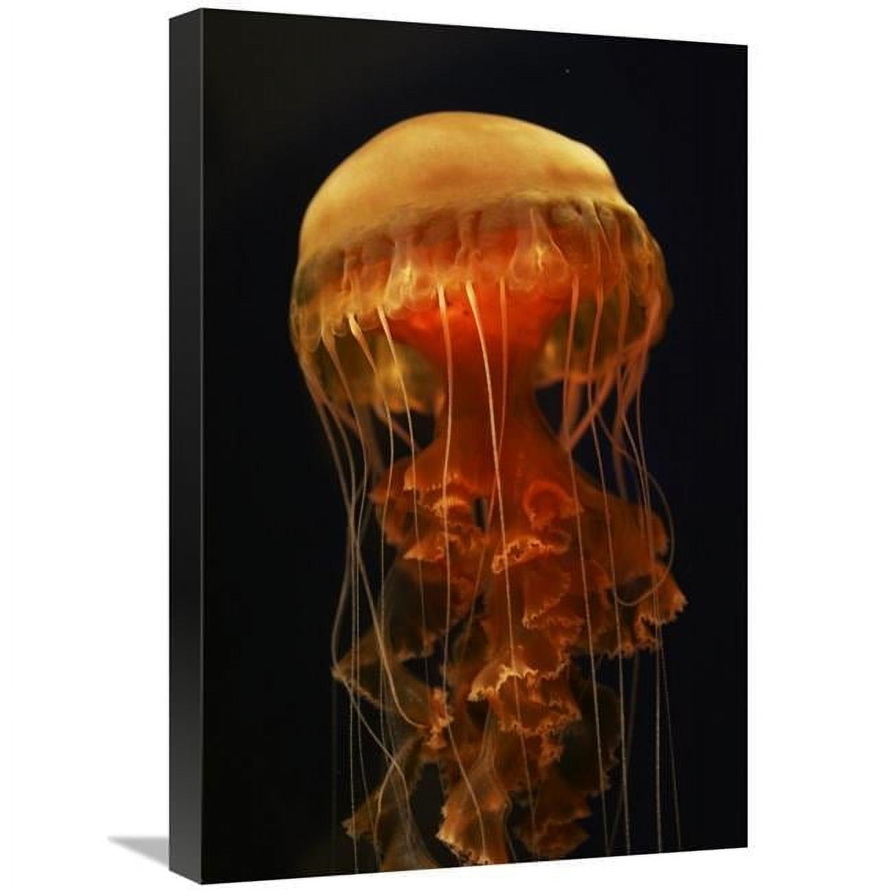 Global Gallery GCS-453574-1624-142 16 x 24 in. Black Sea Nettle ...