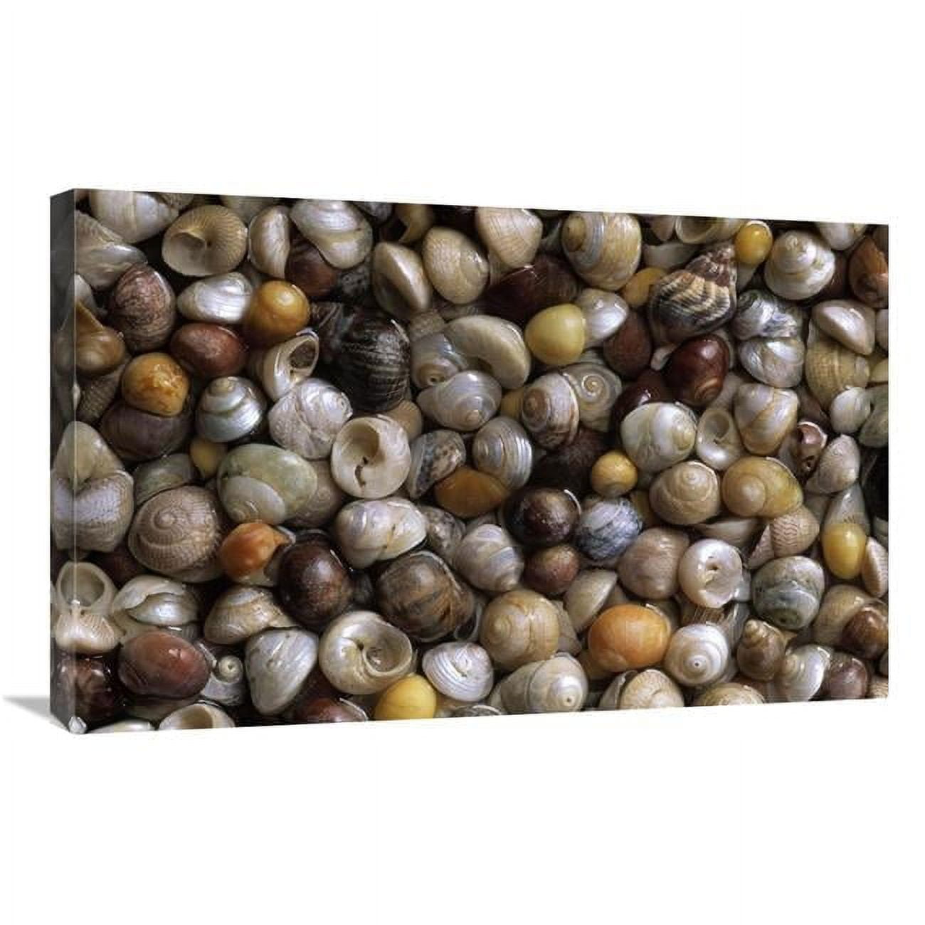 Global Gallery GCS-453595-2030-142 20 x 30 in. Flat Topshells, Common Northern Whelk & Common ...