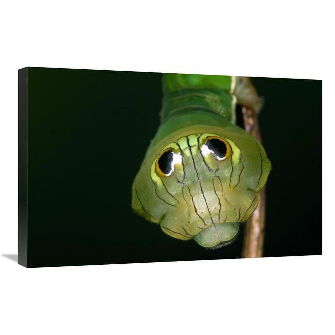 Global Gallery GCS-453605-2030-142 20 x 30 in. Dead-Leaf Moth ...