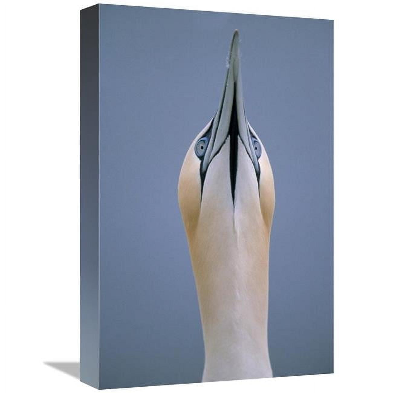 Global Gallery GCS-453608-1218-142 12 x 18 in. Northern Gannet ...
