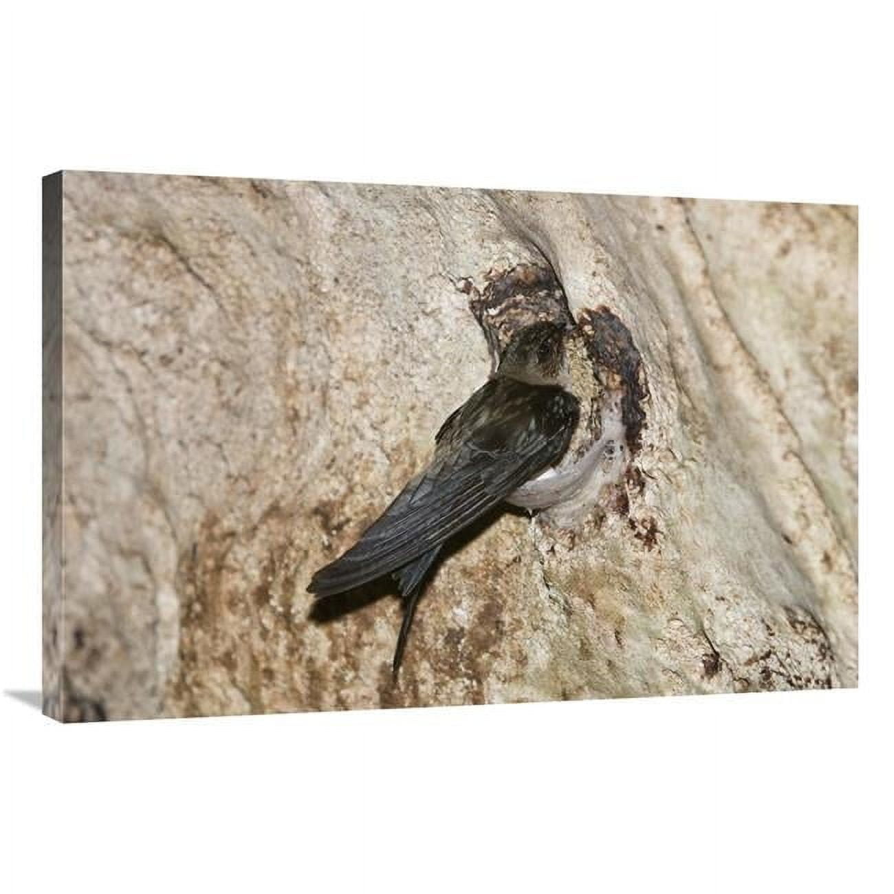 Global Gallery GCS-453629-2436-142 24 x 36 in. Edible-Nest Swiftlet on ...