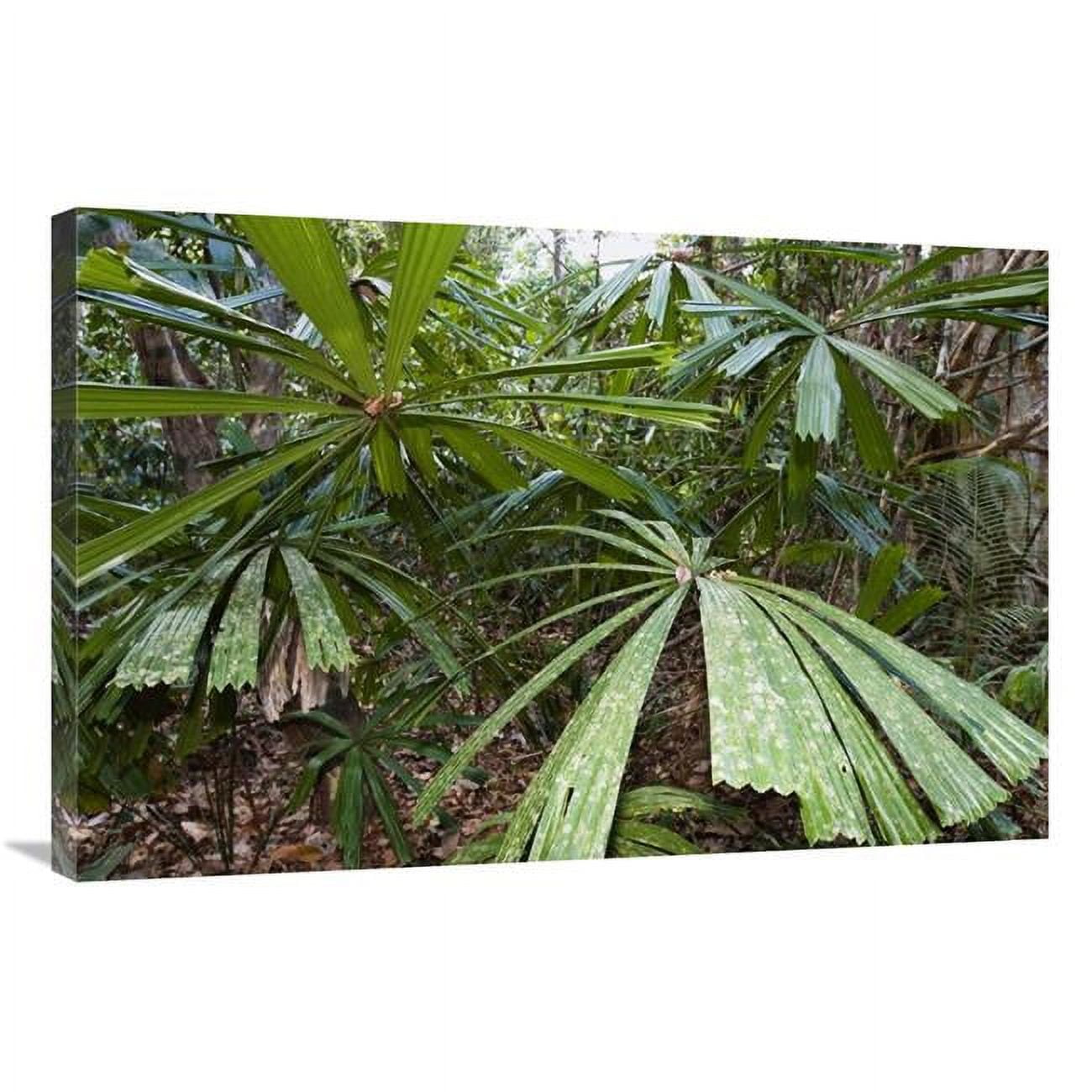 Global Gallery GCS-453631-2436-142 24 x 36 in. Salai-Pathi Leaves ...