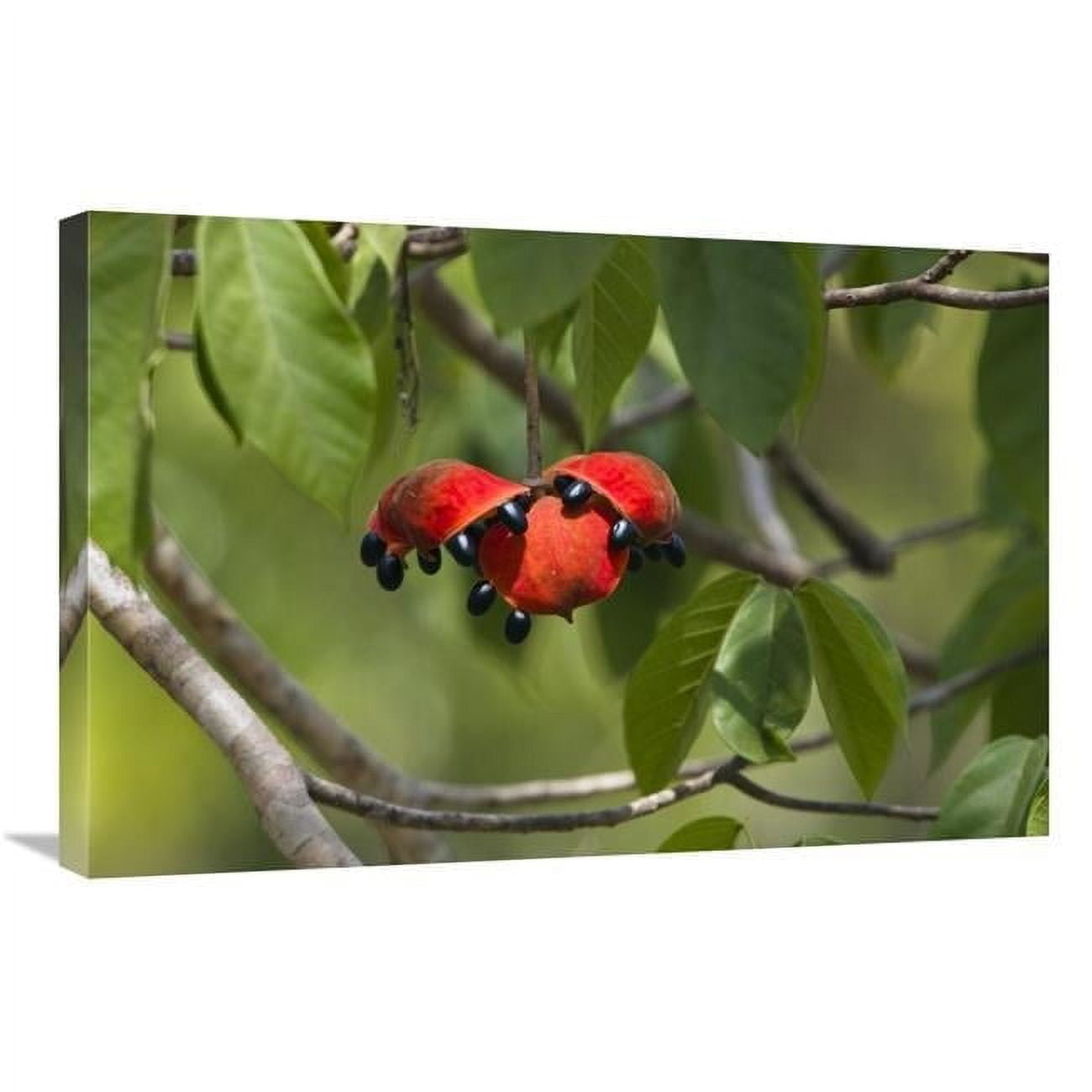 Global Gallery GCS-453632-2030-142 20 x 30 in. Fruits of A Tropical ...