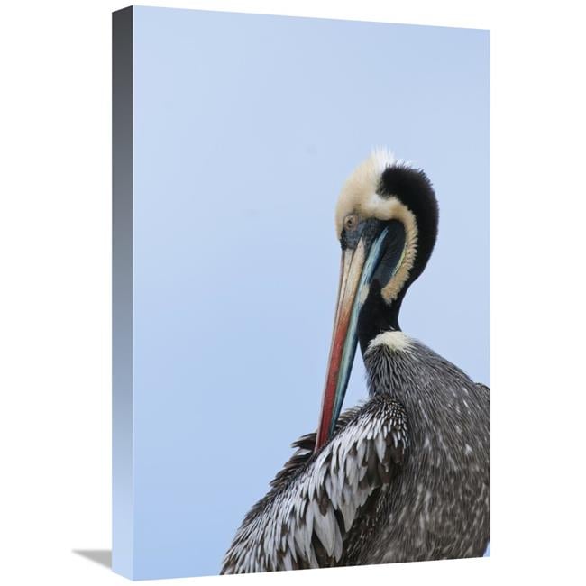 Global Gallery GCS-453654-1624-142 16 x 24 in. Peruvian Pelican in ...