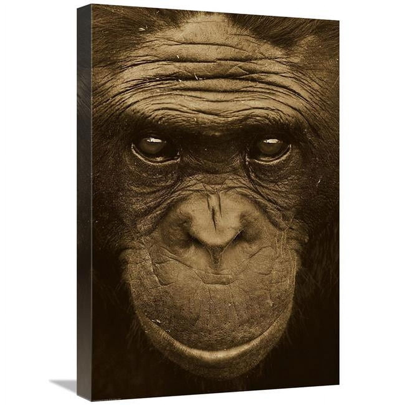 Global Gallery GCS-453670-1624-142 16 x 24 in. Bonobo Portrait, Native ...