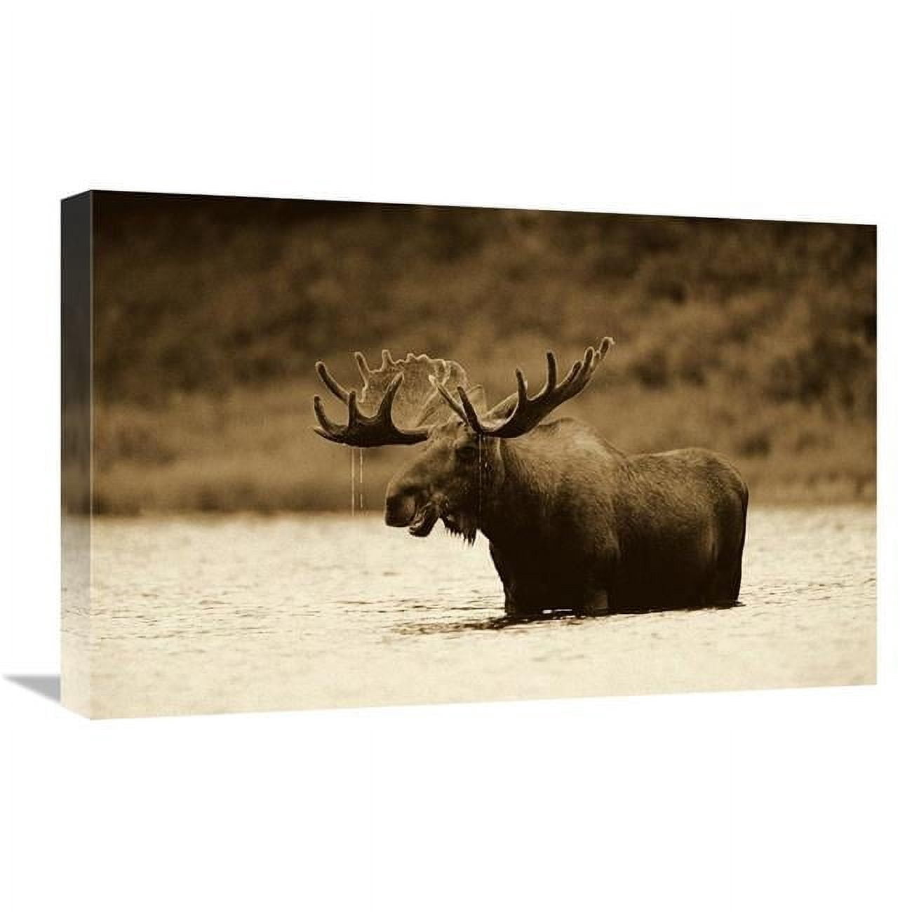 Global Gallery GCS-453684-1624-142 16 x 24 in. Moose Male Raising Its ...