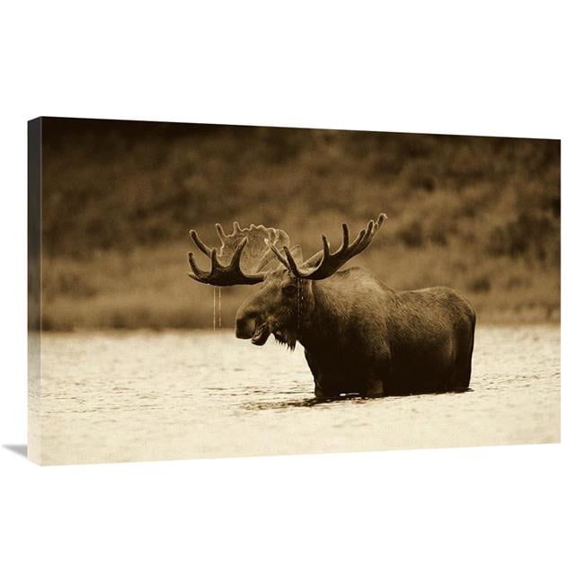 Global Gallery GCS-453684-2436-142 24 x 36 in. Moose Male Raising Its ...