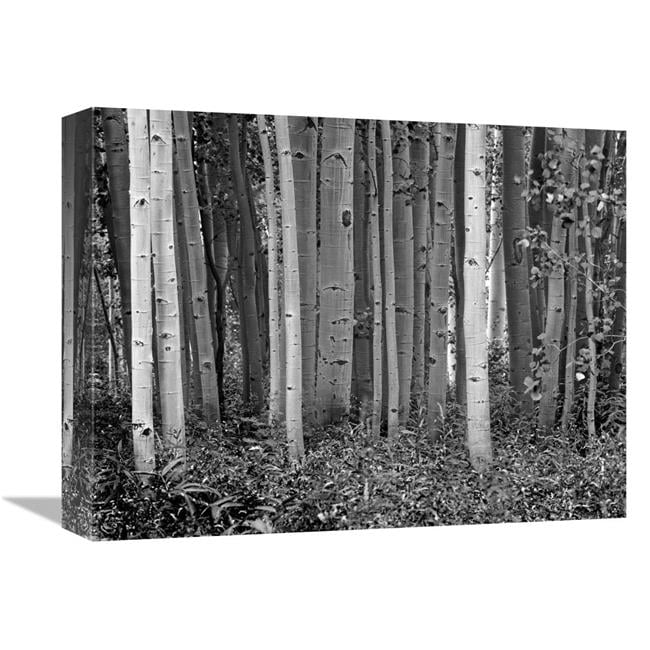 Global Gallery GCS-460933-1216-142 12 x 16 in. Aspen Trees & Fireweed ...