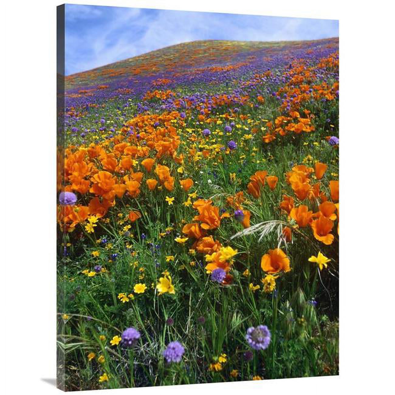 Global Gallery GCS-460934-3040-142 30 x 40 in. California Poppy & Other ...