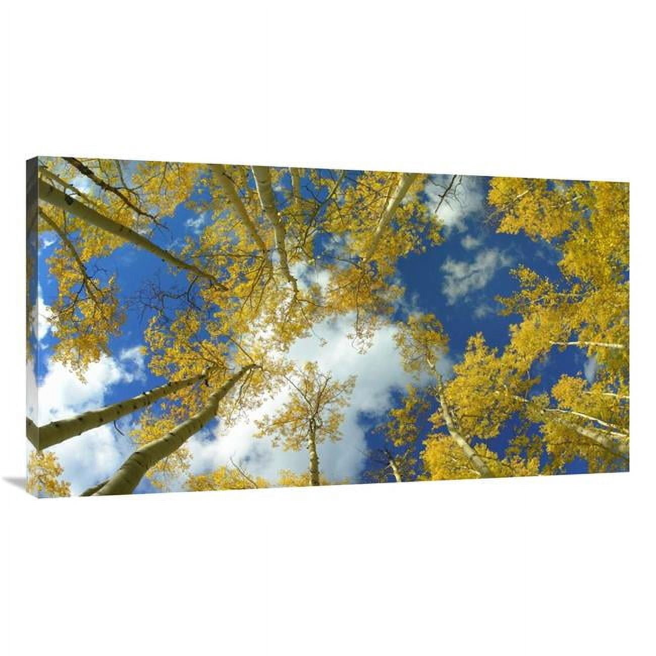 Global Gallery GCS-467669-44-142 44 in. Looking Up At Blue Sky Through ...