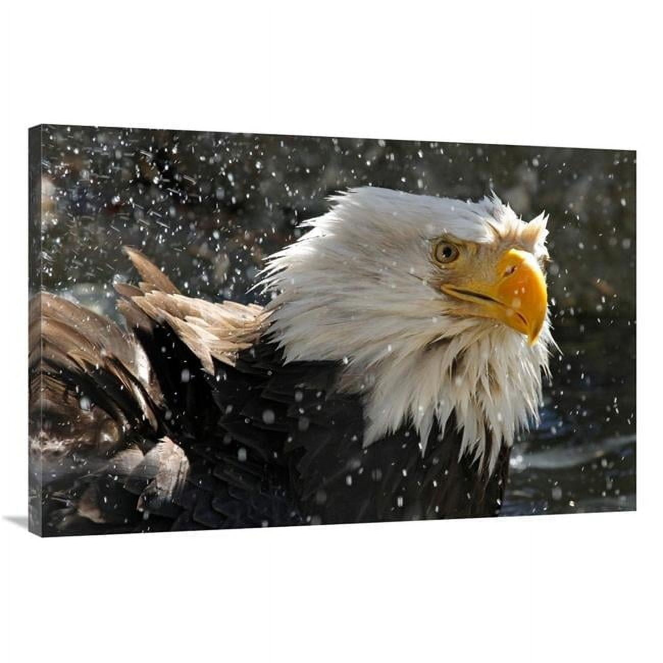 Global Gallery GCS-486404-40-142 40 in. Bald Eagle Bath II Art Print ...