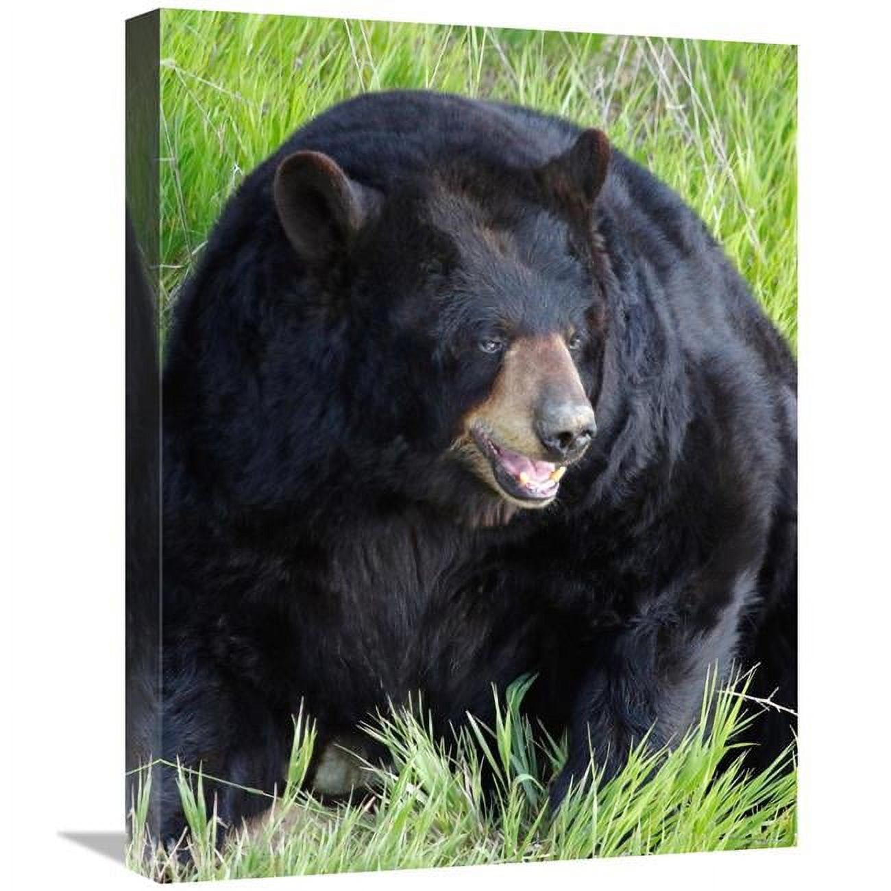 Global Gallery GCS-486430-22-142 22 in. Big Daddy Bear Art Print - Vic ...