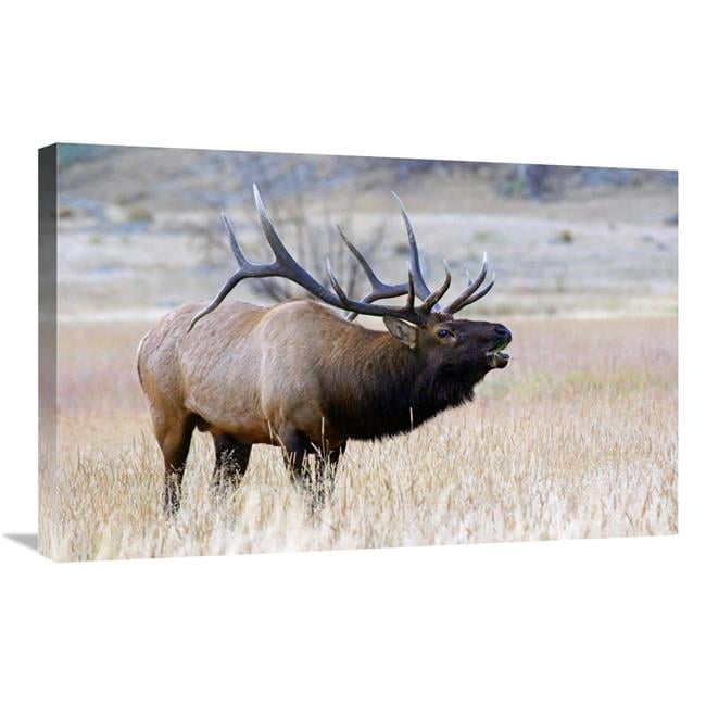 Global Gallery GCS-486473-30-142 30 in. The Long Neck Art Print - Vic ...