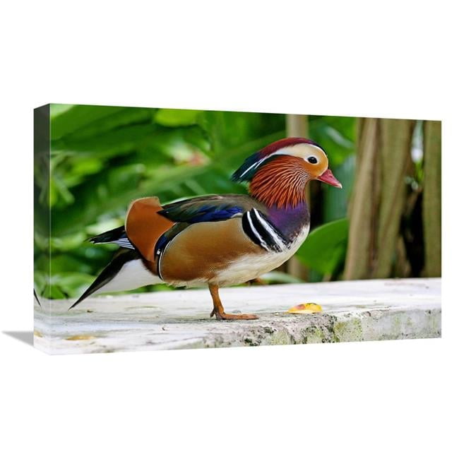 Global Gallery GCS-486592-22-142 22 in. Mandarin Duck Art Print - Vic ...