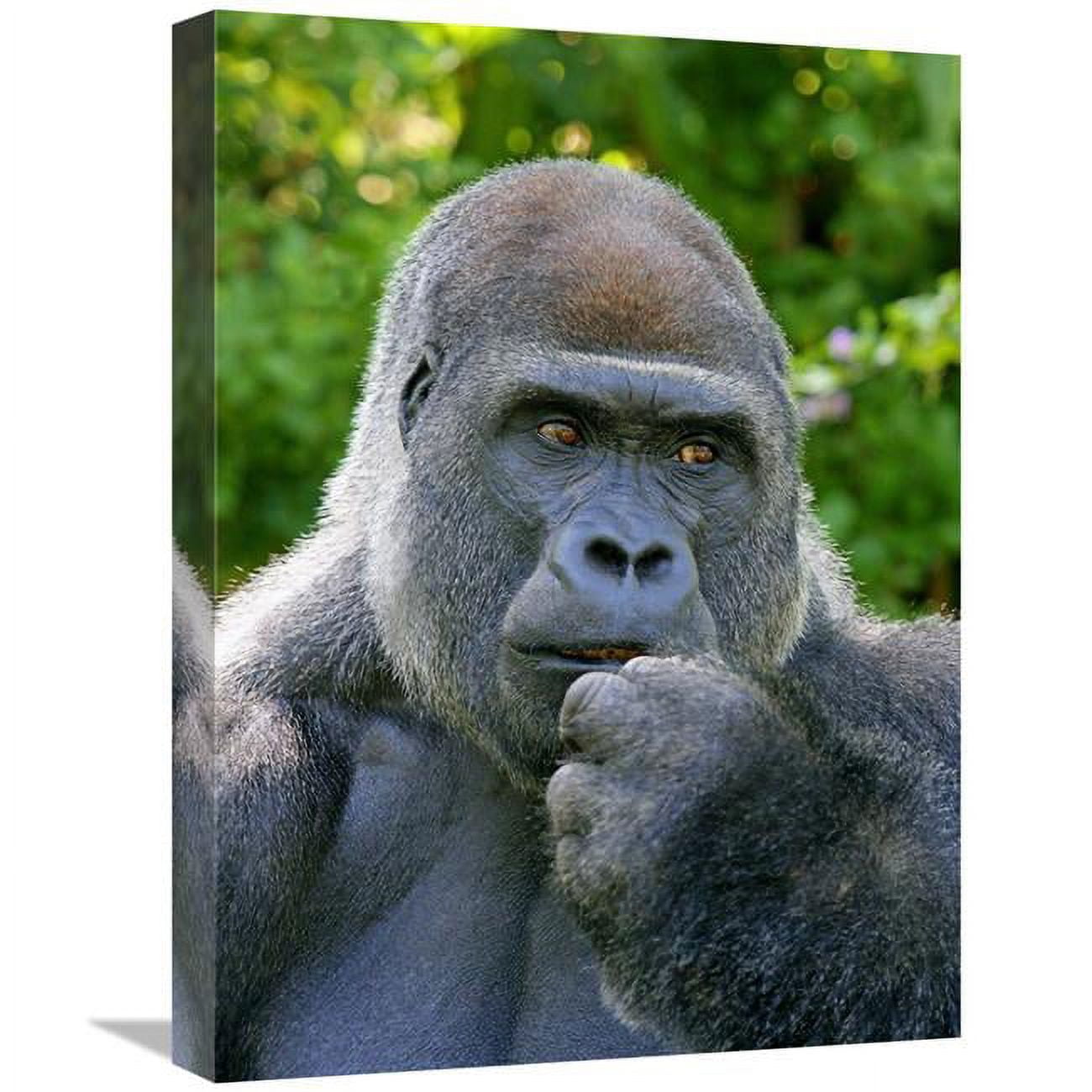 Global Gallery GCS-486609-22-142 22 in. Lowland Silverback Art Print ...