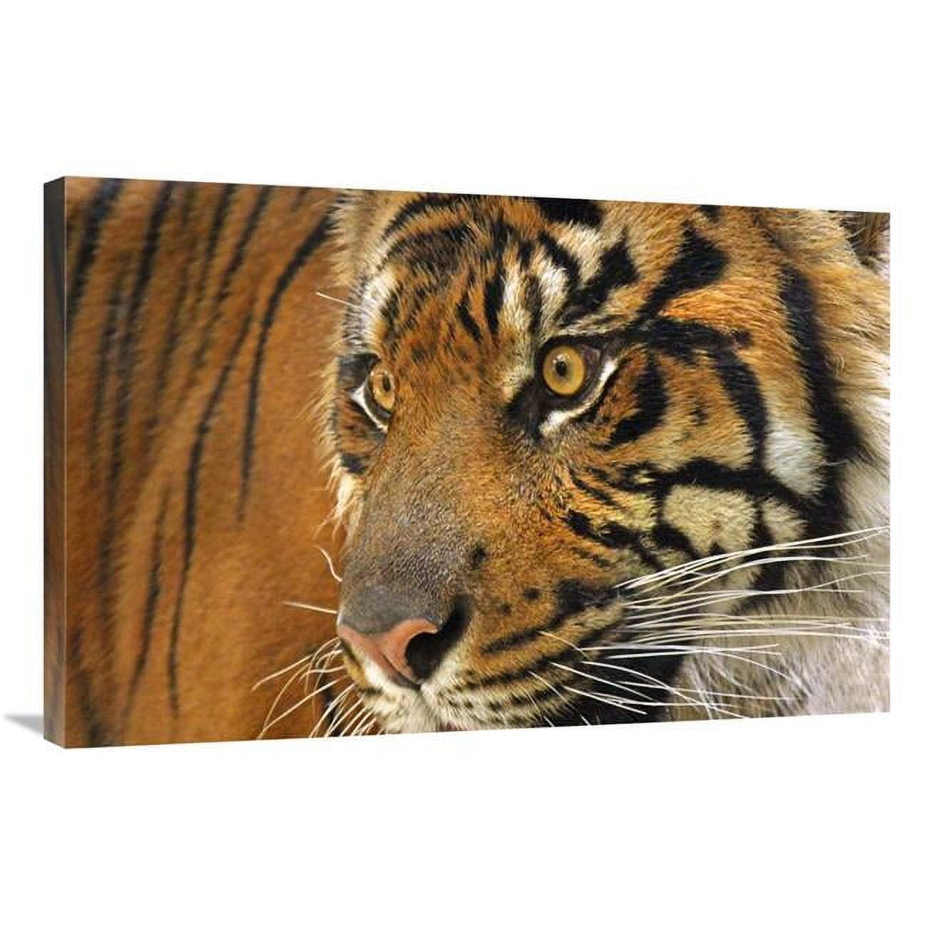Global Gallery GCS-486632-36-142 36 in. Tiger Cub Art Print - Vic ...