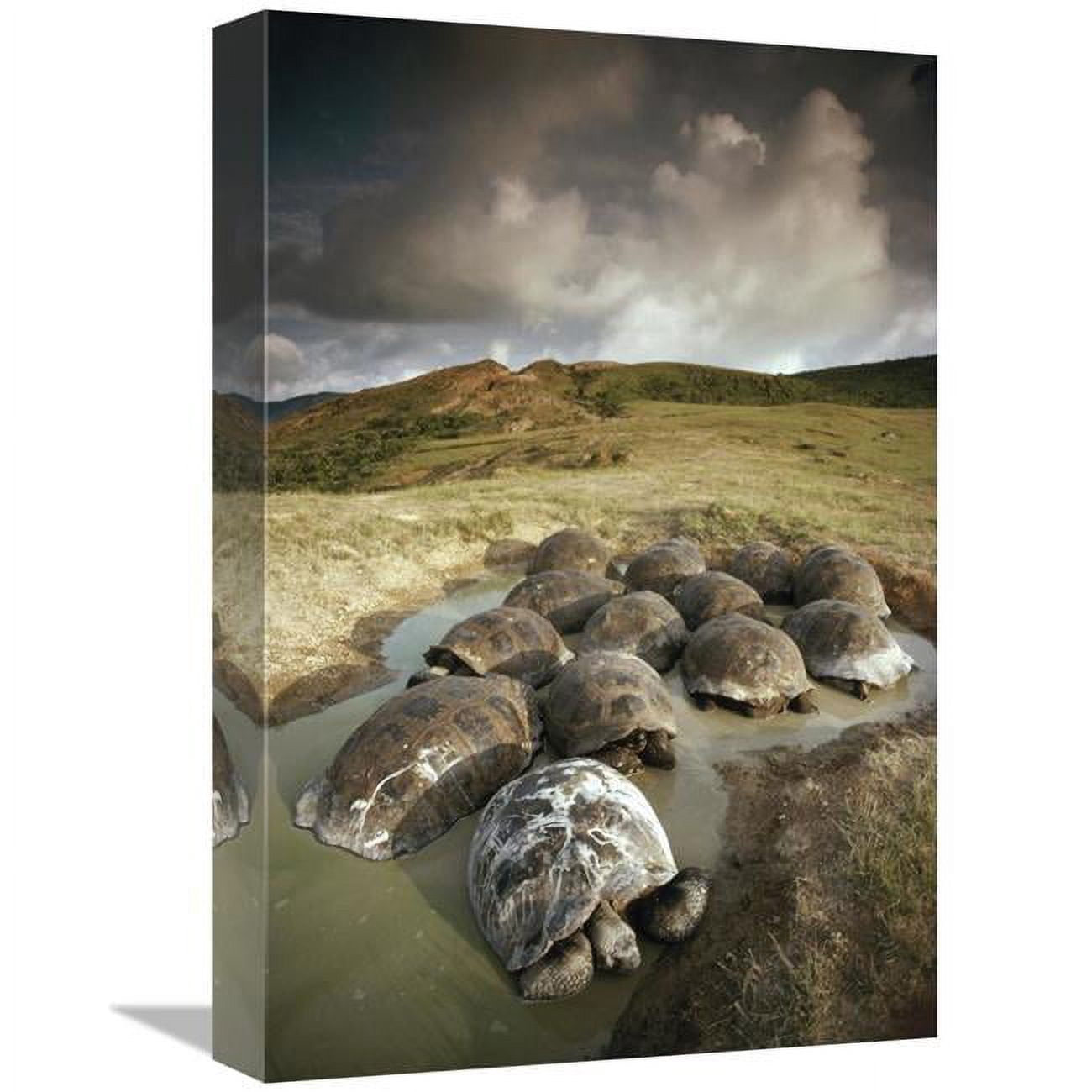 Global Gallery Galapagos Giant Tortoise Group Wallowing - Alcedo ...
