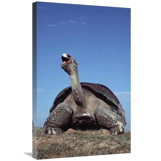 Global Gallery Galapagos Giant Tortoise Yawning - Alcedo Volcano - Galapagos Islands - Ecuador ...