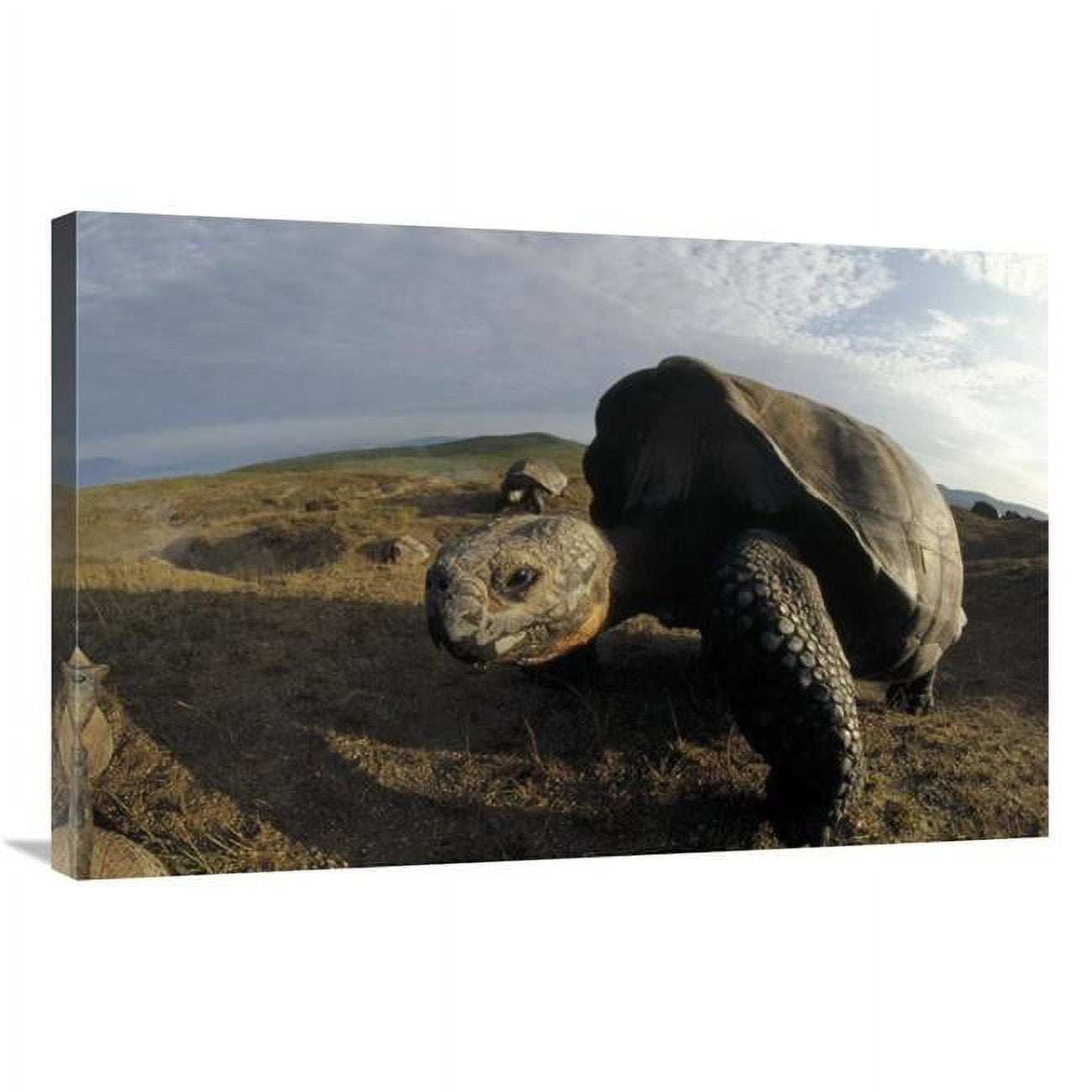Global Gallery Galapagos Giant Tortoises on Caldera Rim - Alcedo ...