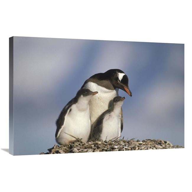 Global Gallery Gentoo Penguin Parent with Two Chicks on Nest ...