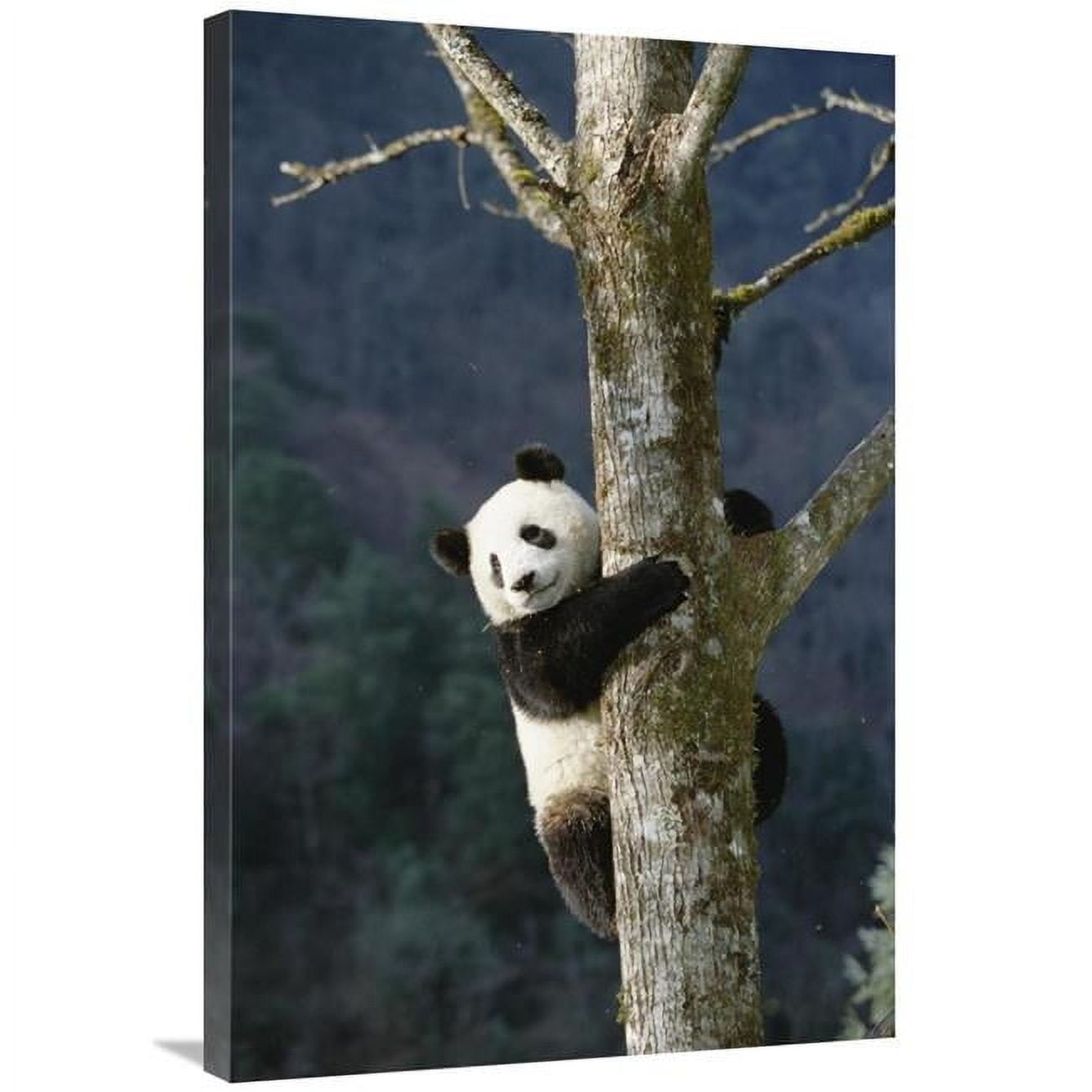 Global Gallery Giant Panda Climbing Tree - Wolong Valley - China Art ...