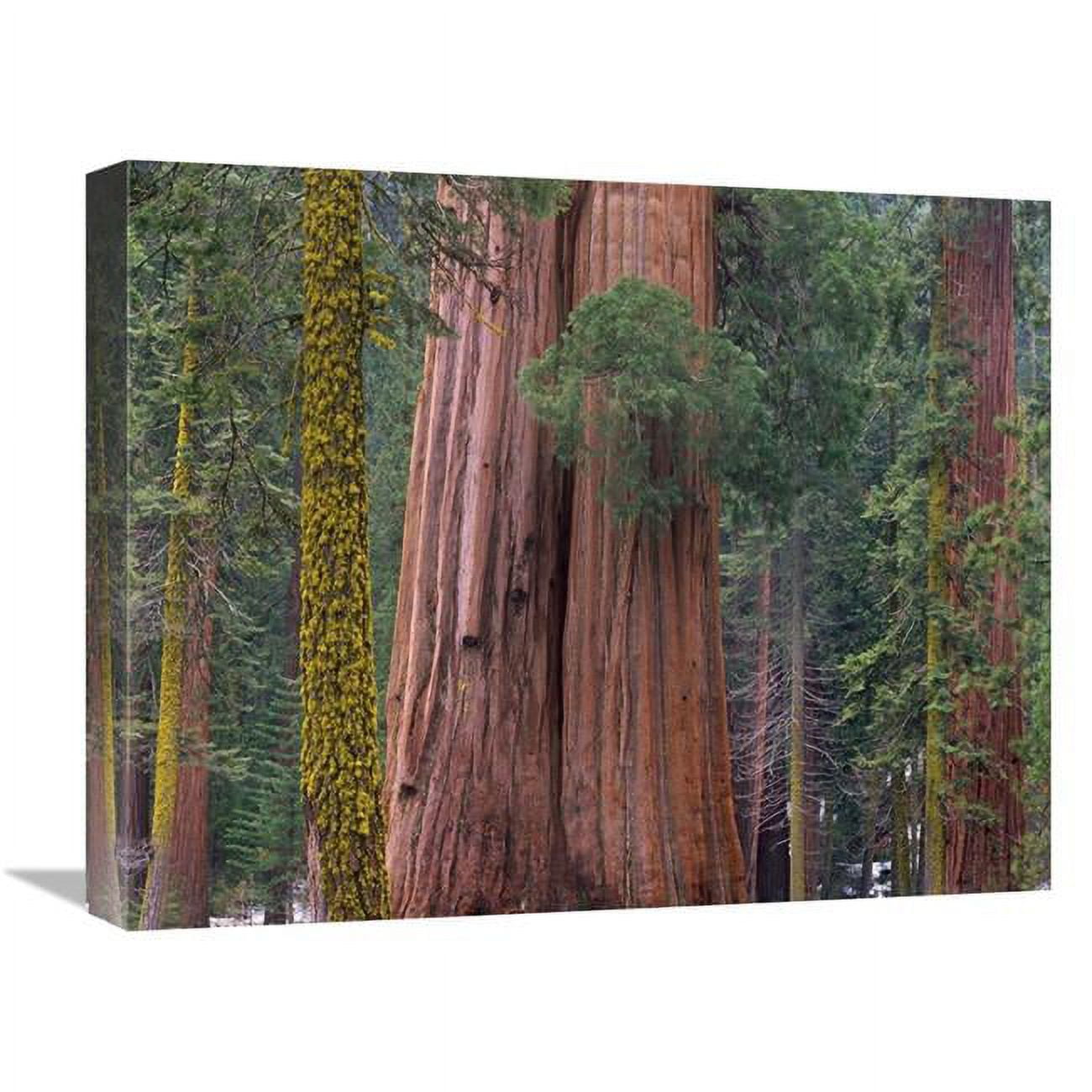 Global Gallery Giant Sequoia Trees - California Art Print - Tim ...