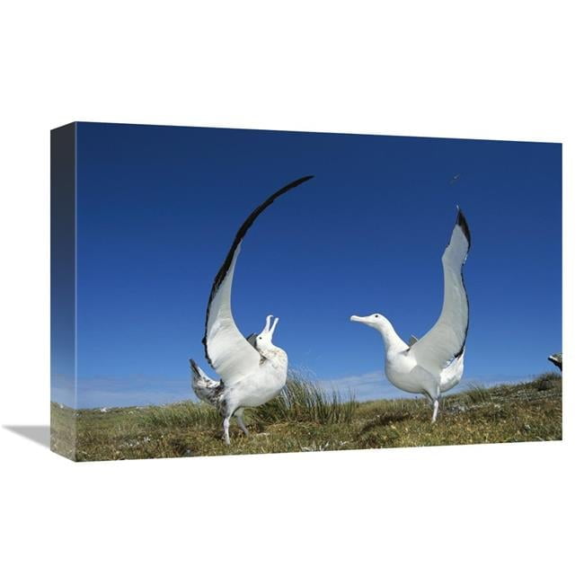 Global Gallery Gibsons Wandering Albatross Courtship Display - Adams ...