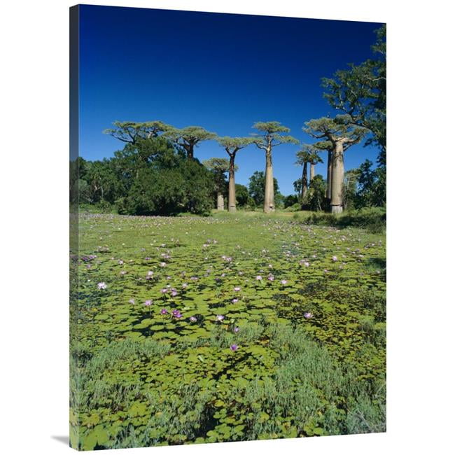 Global Gallery GCS-452652-3040-142 30 x 40 in. Grandidiers Baobab Trees ...