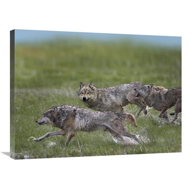 Global Gallery Gray Wolf Trio Running Through Water - North America Art ...