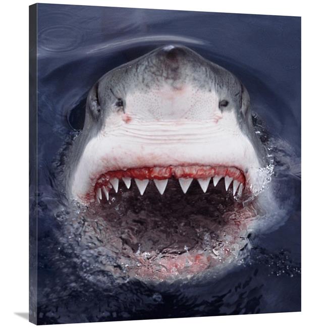 Global Gallery Great White Shark At Surface - Cape Province - South ...