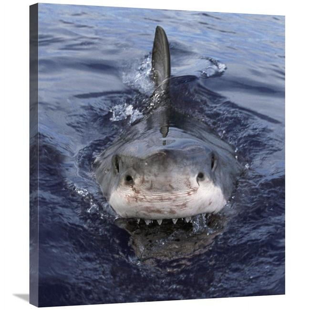 Global Gallery Great White Shark At Surface - Cape Province - South ...