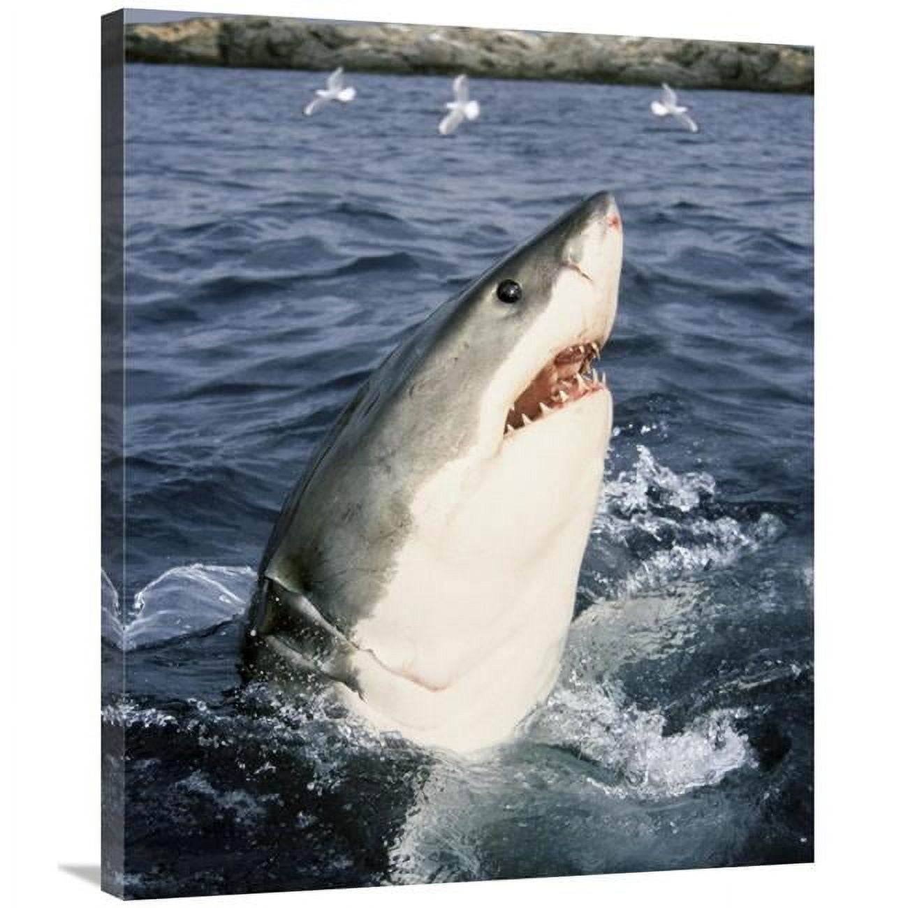 Global Gallery Great White Shark At Surface - Neptune Islands - Australia Art Print - Walmart.com