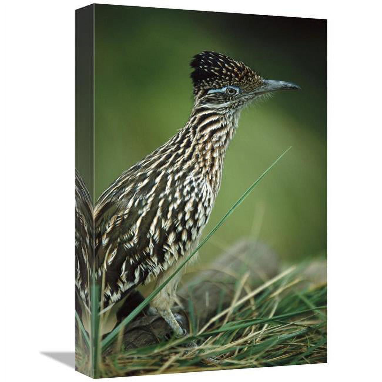 Global Gallery Greater Roadrunner Portrait - Native to Arid Southern ...