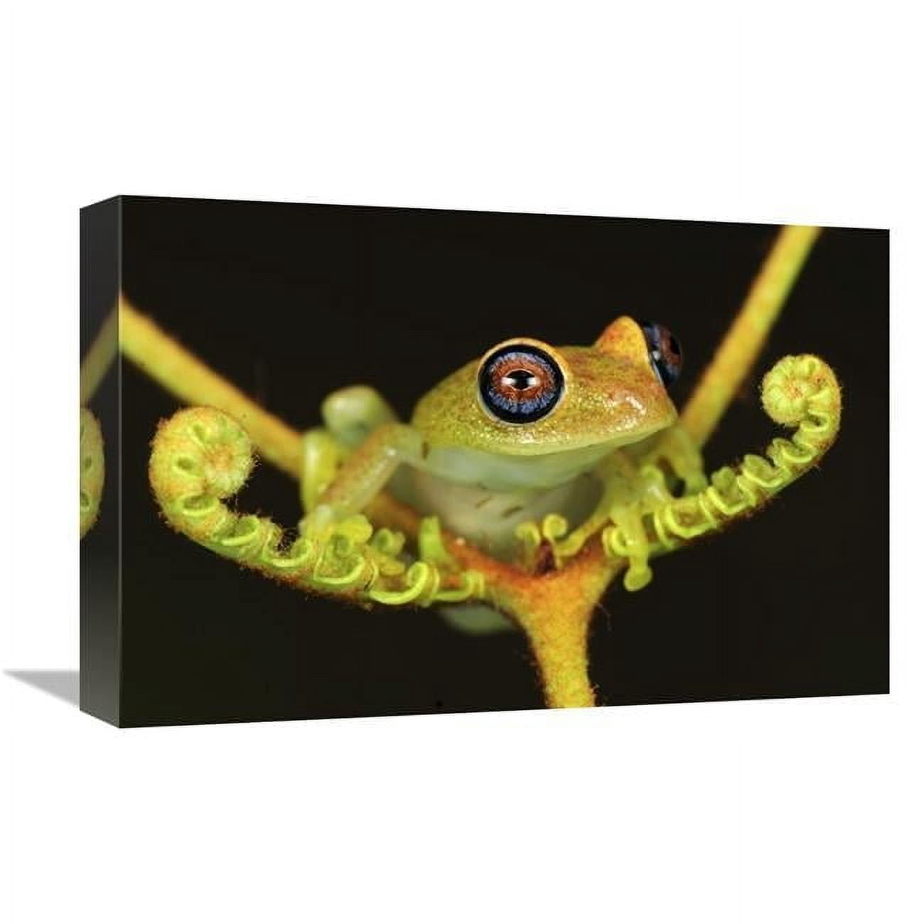 Global Gallery Green Bright-Eyed Frog on A Fern - Andasibe-Mantadia ...