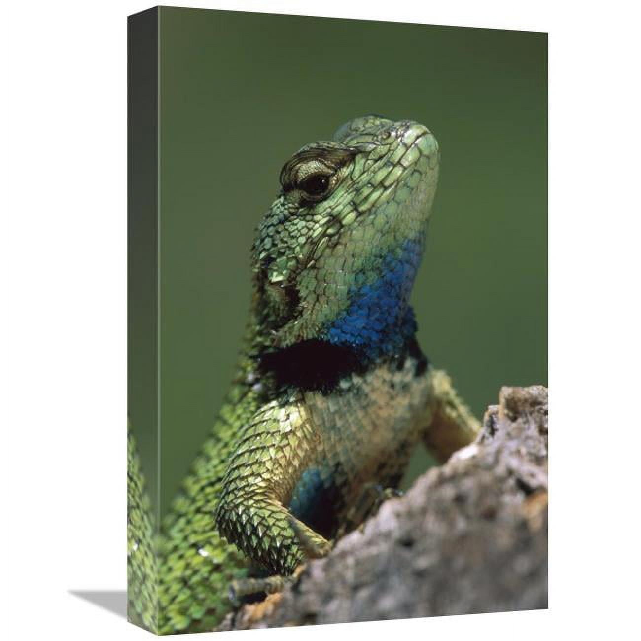 Global Gallery Green Spiny Lizard Male - Costa Rica Art Print - Thomas ...