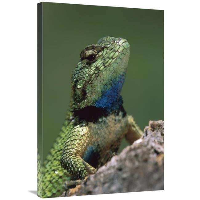 Global Gallery Green Spiny Lizard Male - Costa Rica Art Print - Thomas ...