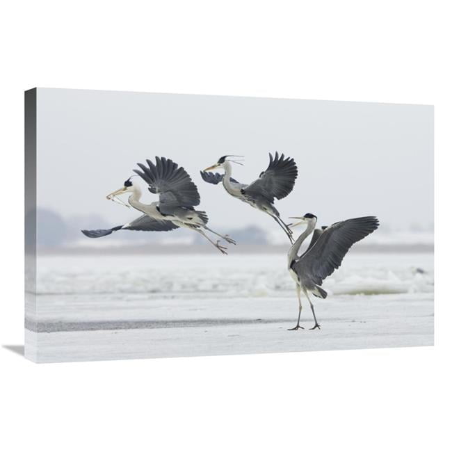 Global Gallery Grey Heron Trio Fighting Over Fish - Usedom - Germany ...