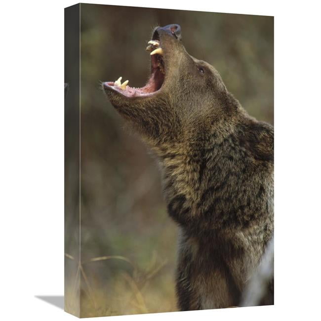 Global Gallery Grizzly Bear Calling - North America Art Print - Tim Fitzharris - Walmart.com