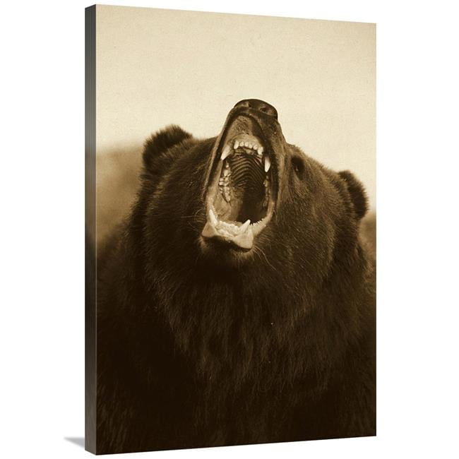 Global Gallery GCS-453695-2436-142 24 x 36 in. Grizzly Bear Close Up of ...