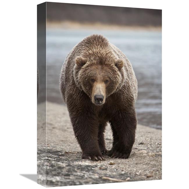 Global Gallery Grizzly Bear - Katmai National Park - Alaska Art Print ...