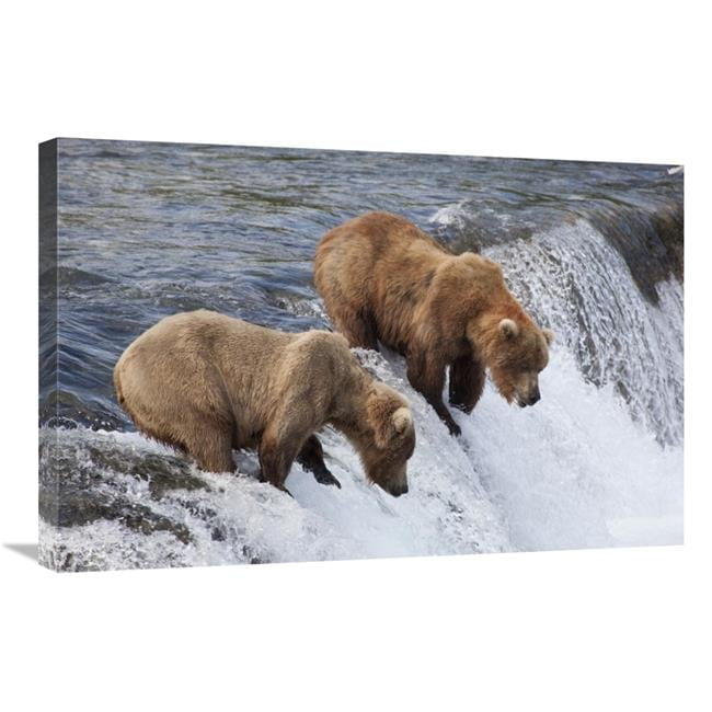 Global Gallery Grizzly Bear Males Waiting for Salmon at Brooks Falls ...