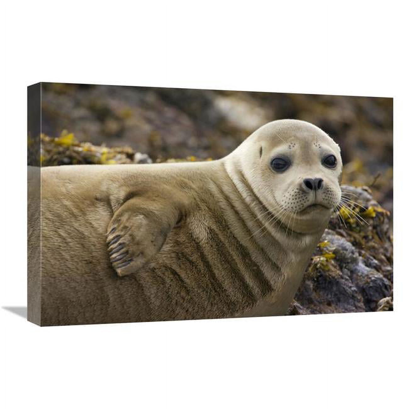 Global Gallery Harbor Seal Portrait - Katmai National Park - Alaska Art ...