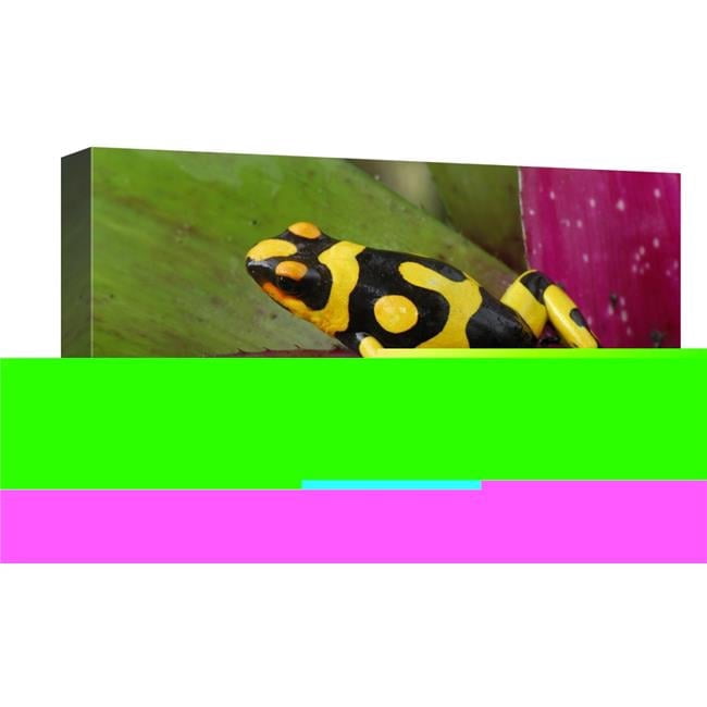 Global Gallery Harlequin Poison Dart Frog on Bromeliad - Cauca ...
