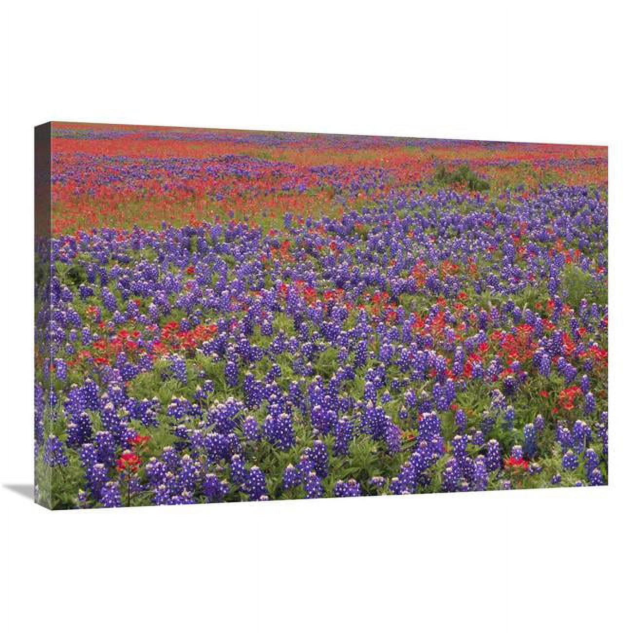 Global Gallery Hill Country Wildflowers Including Sand Bluebonnets ...