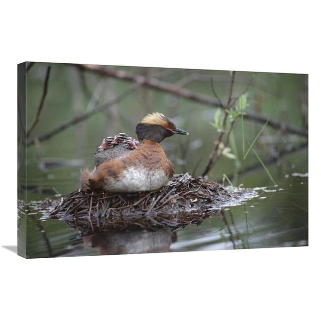 Global Gallery Horned Grebe on Nest with Three Chicks on Its Back ...