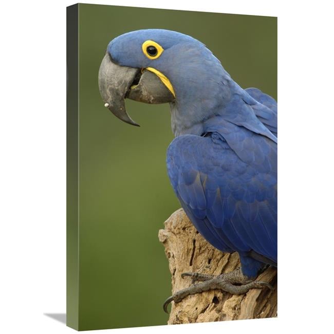 Global Gallery Hyacinth Macaw Portrait - Cerrado Habitat - Brazil ...