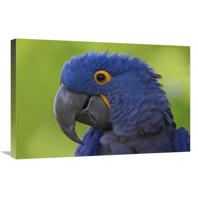 Global Gallery Hyacinth Macaw Portrait - Native to South America Art ...