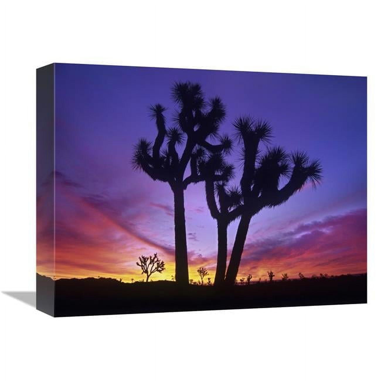 Global Gallery Joshua Trees at Sunrise Near Quail Springs - Joshua Tree ...