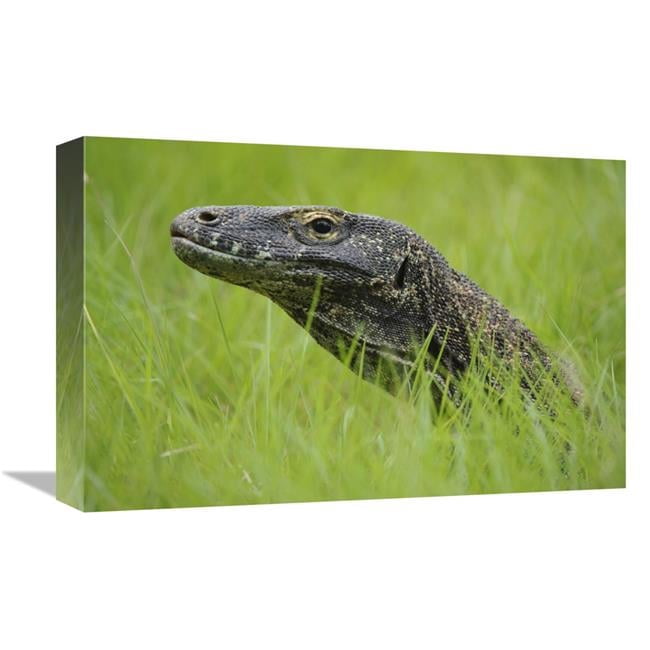Global Gallery Komodo Dragon in Grass - Nusa Tenggara - Indonesia Art ...