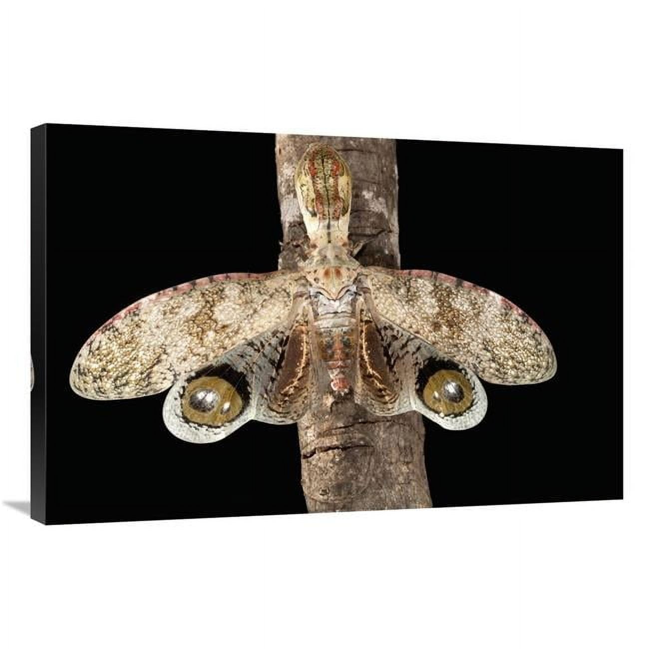 Global Gallery Lantern Bug with False Eye Spots on Its Wings - Barro ...